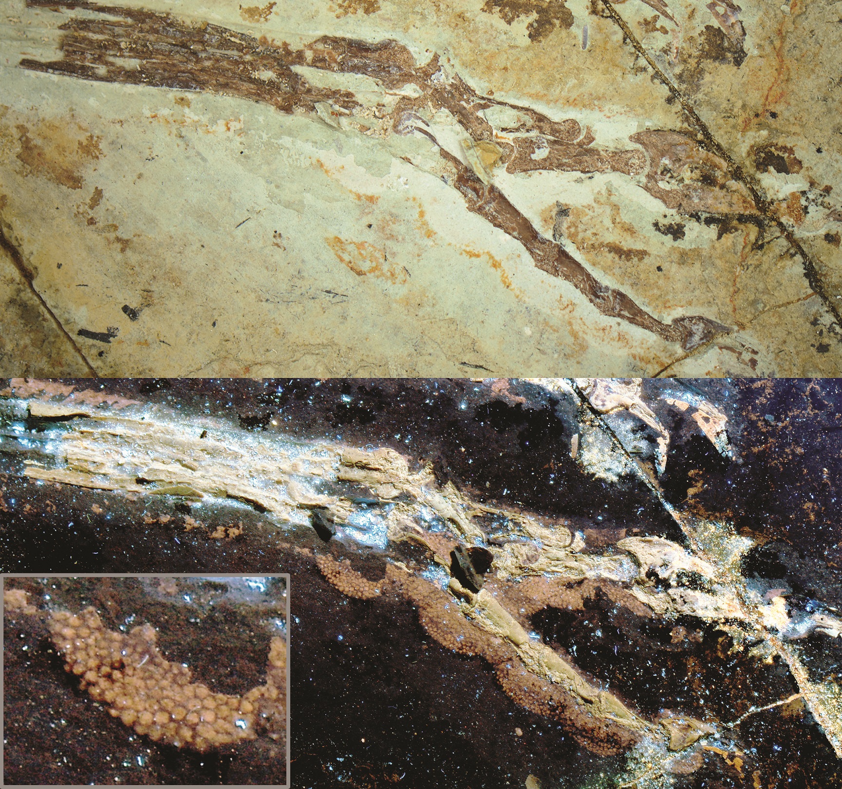 HKU palaeontologist reconstructs feathered dinosaurs in the flesh with ...