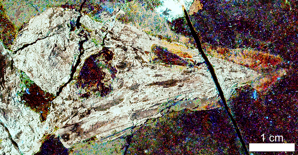 Bird beak revealed by HKU-codeveloped laser imaging informs early beak ...