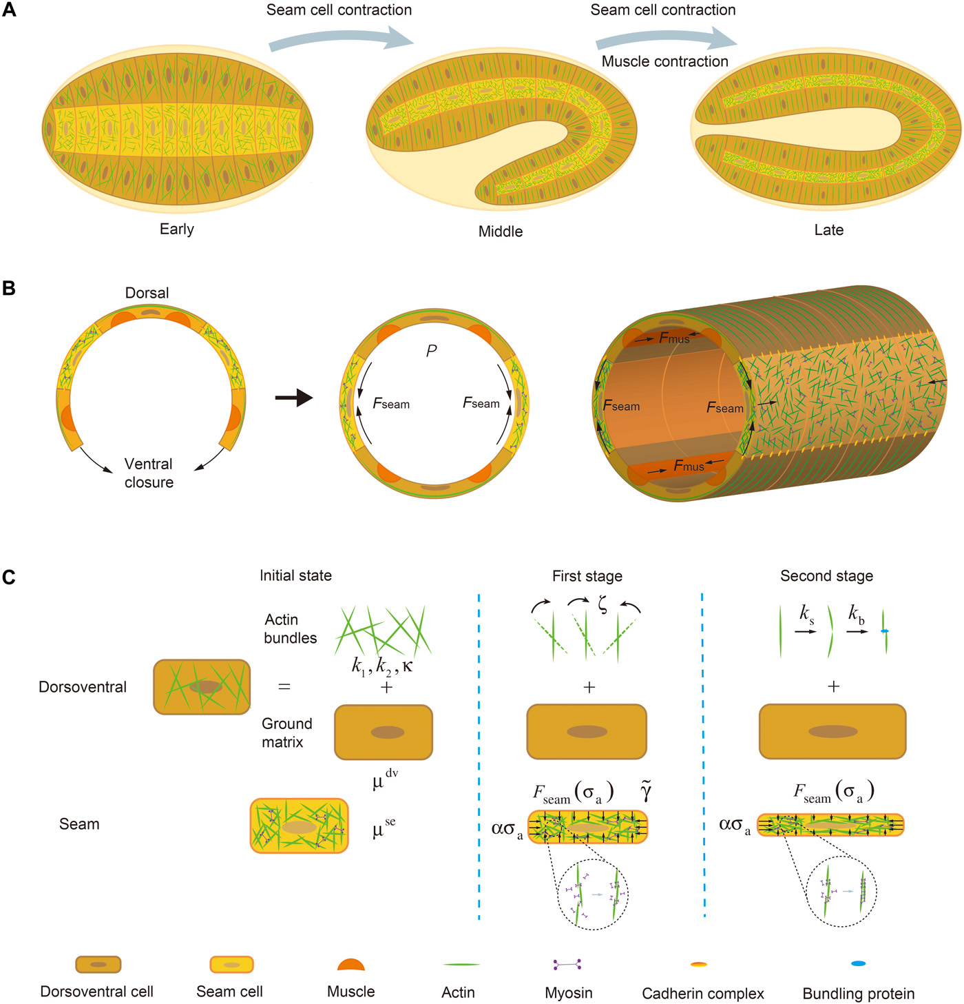 HKU scientists research breakthrough in cell mechanics discovers ...